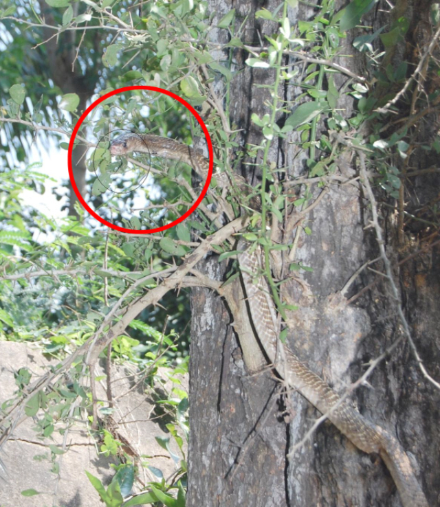 December | 2011 | Tamil and Vedas