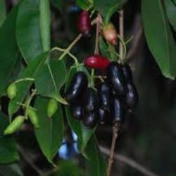 Bodhi Tree | Tamil and Vedas