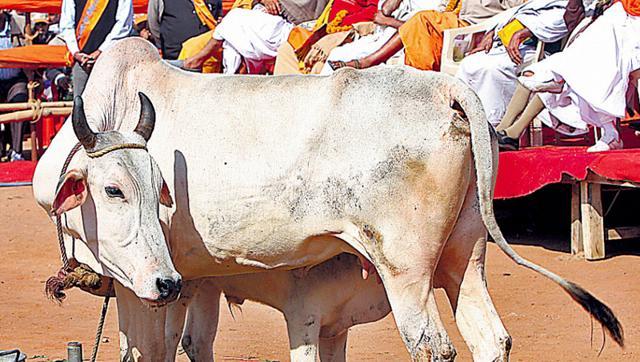 holy cow | Tamil and Vedas