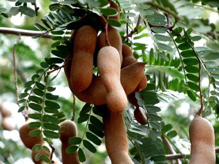 Ghost in Tamarind | Tamil and Vedas
