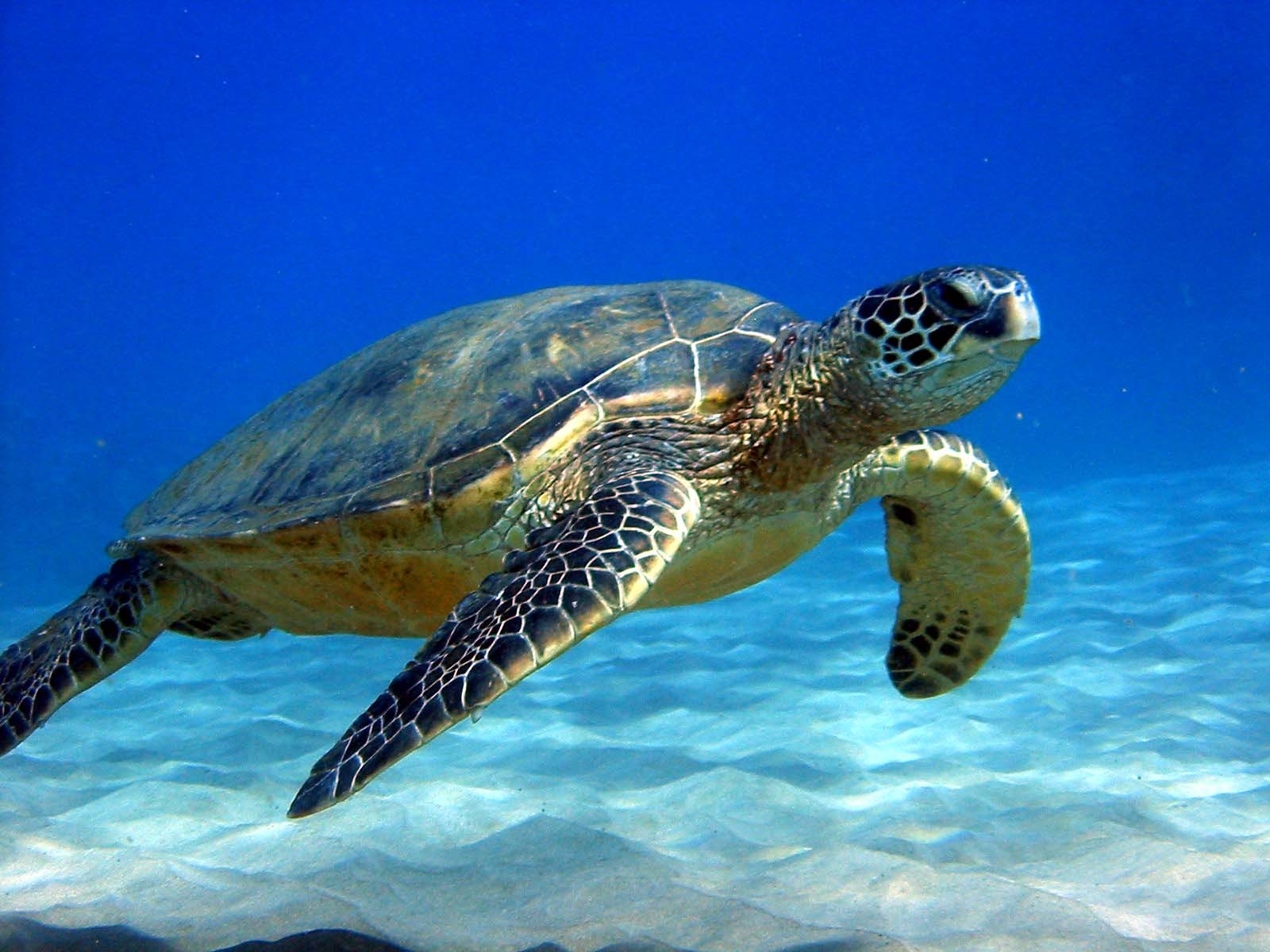 Turtle | Tamil and Vedas