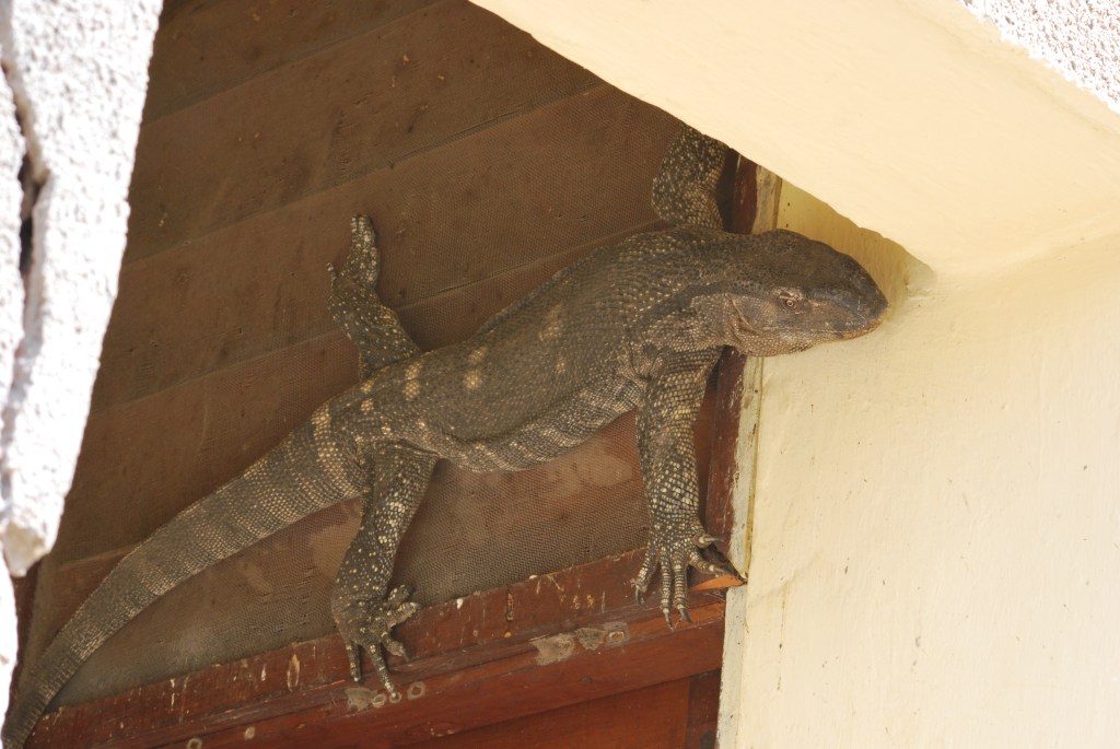 ‘Dravidian Tamil’ Superstitions about Sneezing and Lizard Chirping ...
