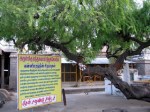 Why do Hindus Worship Vanni /Shami Tree on Vijaya Dasami Day? (Post No ...