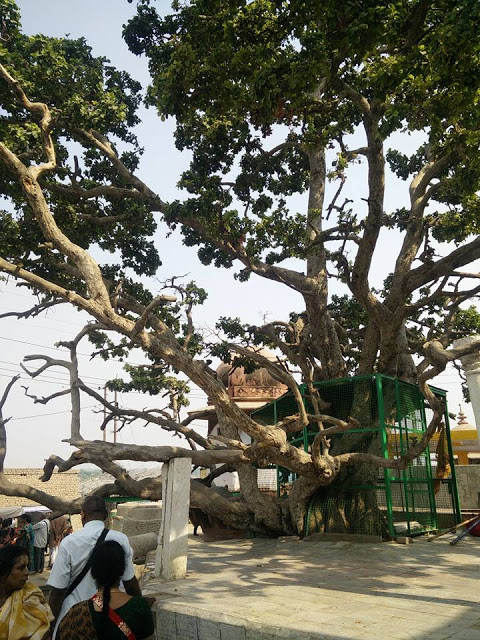 FAMOUS TREES OF NORTH INDIA (Post No.4902) | Tamil and Vedas