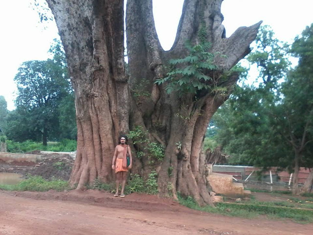 FAMOUS TREES OF TAMIL NADU (Post No.4899) | Tamil and Vedas